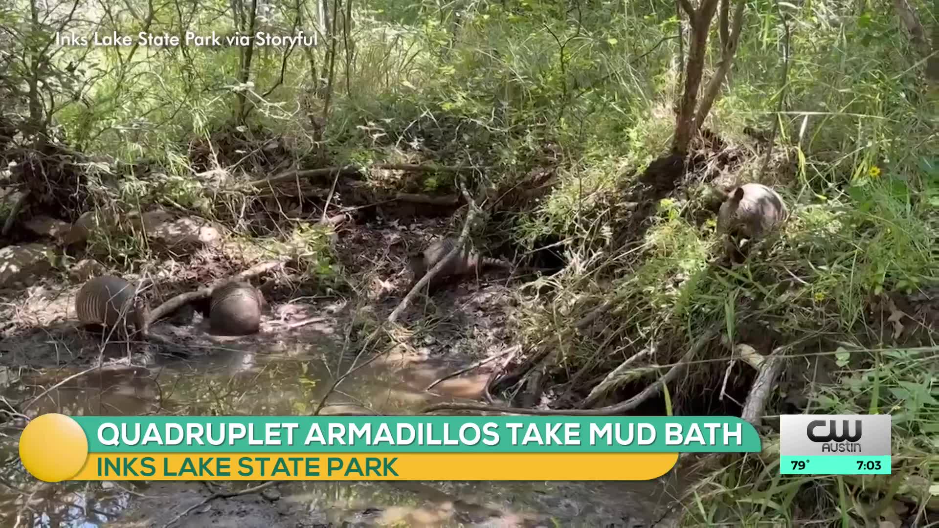 Family of armadillos takes mud bath to beat the heat at Inks Lake State ...