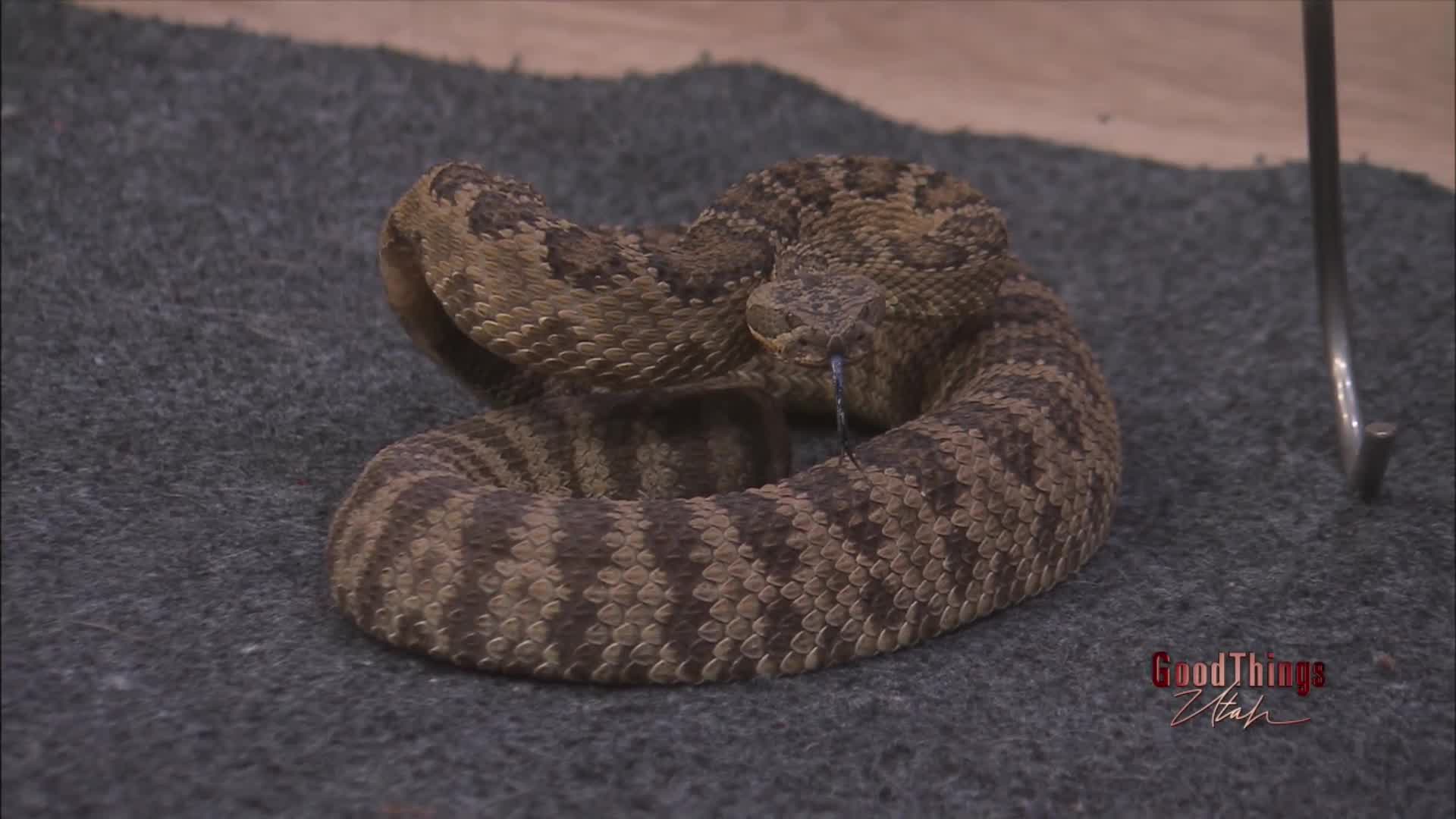 Rattlesnake Safety – ABC4 Utah