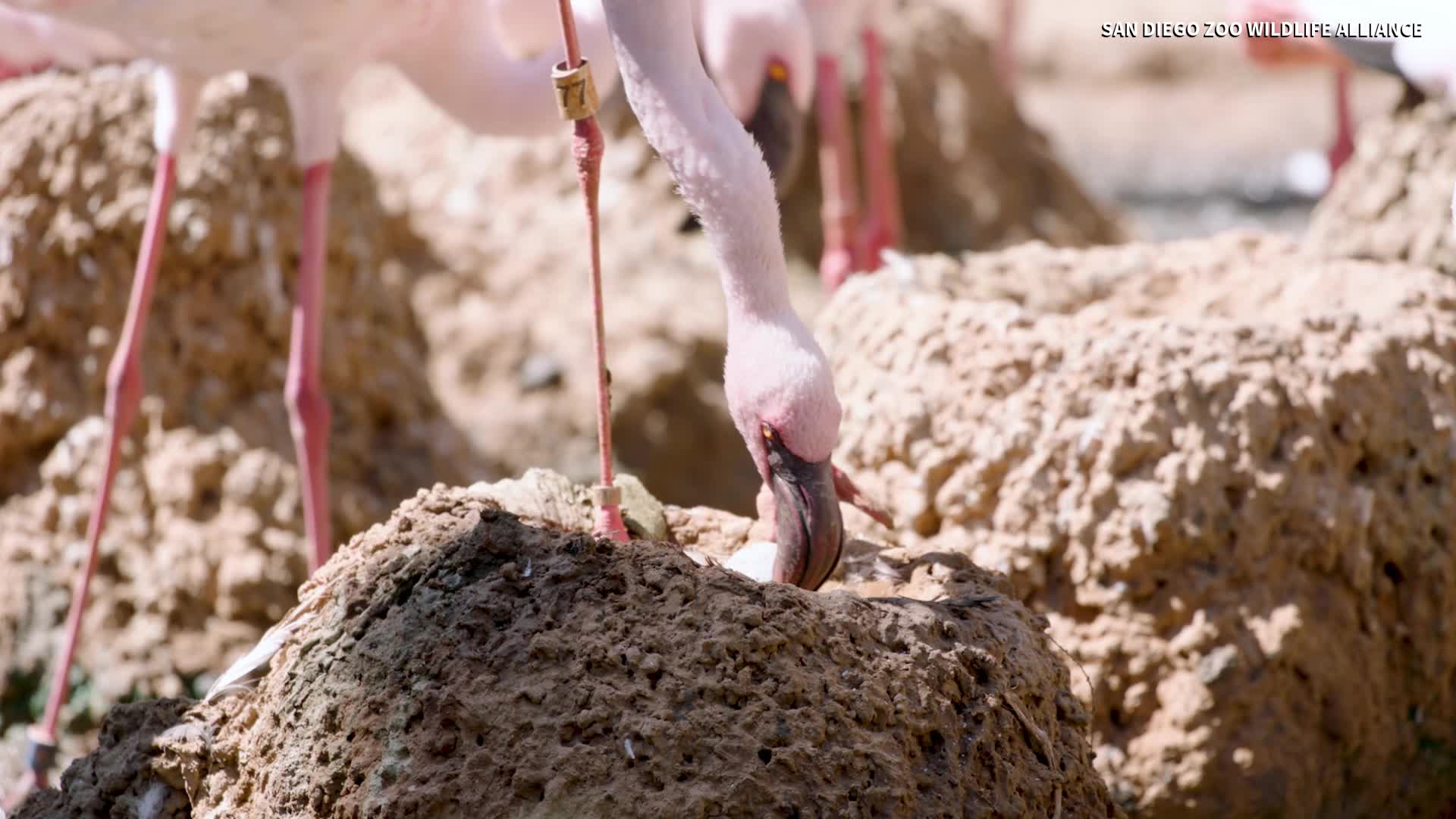 Same Sex Flamingo Couple With New Chick Wspa 7news