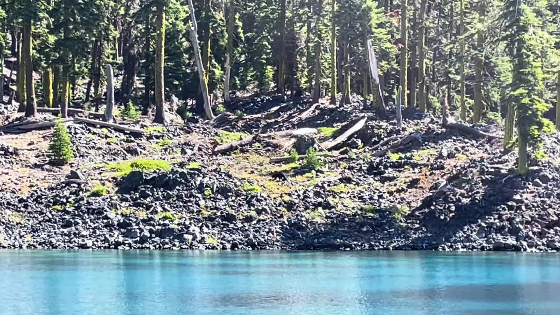 Bear Spotted Swimming In Oregon S Crater Lake For First Time In Decades