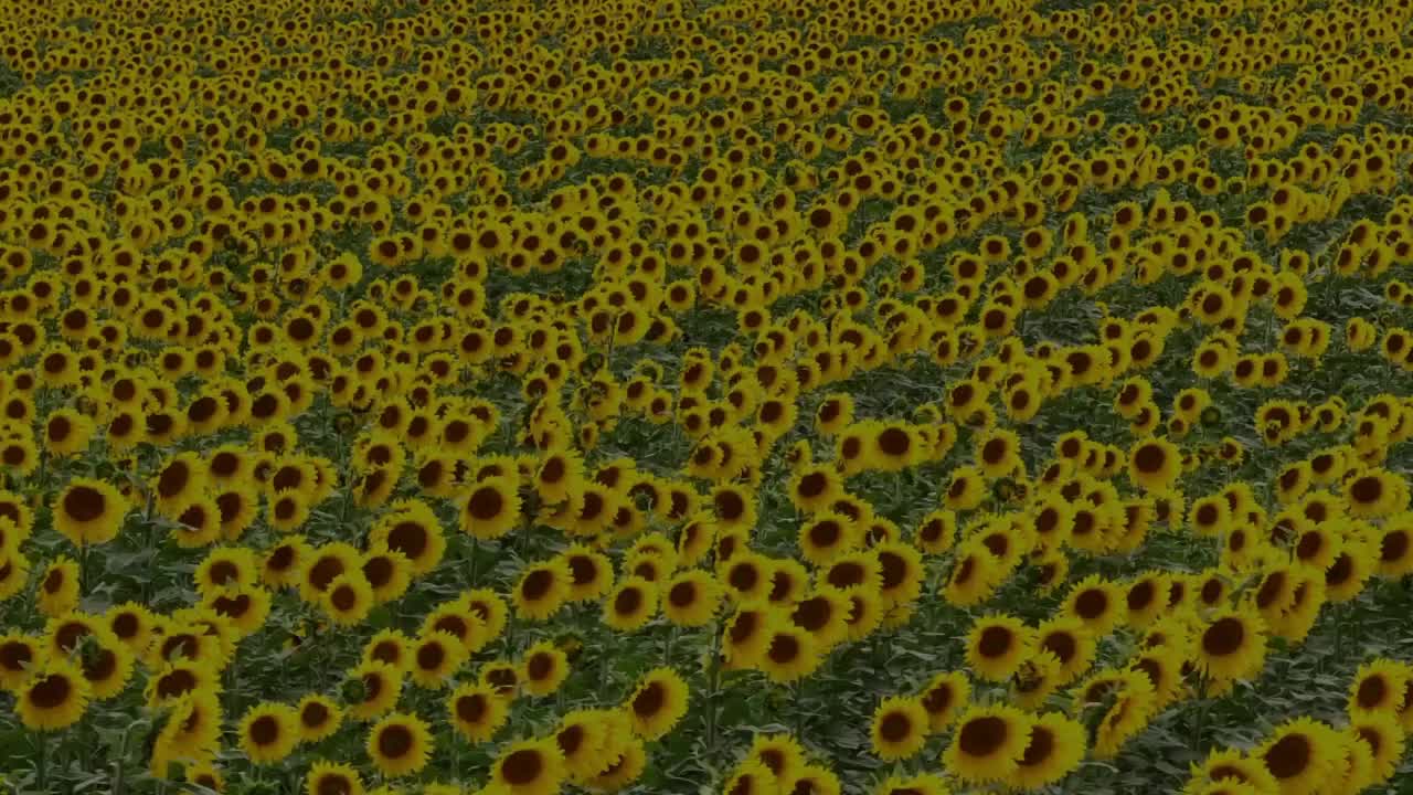 Get To Know Kansas – KSN-TV