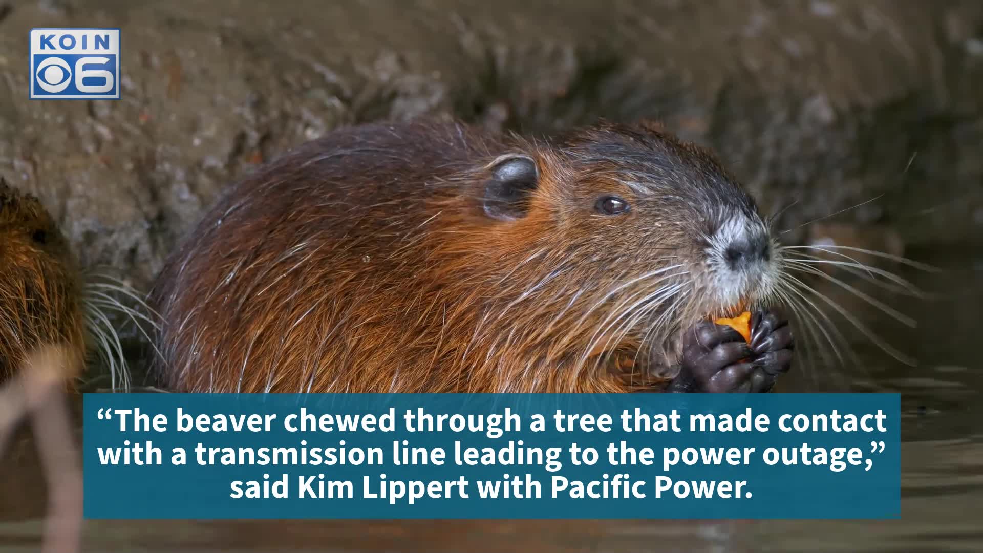 Pacific Power outage that impacted 33K customers caused by beaver ...