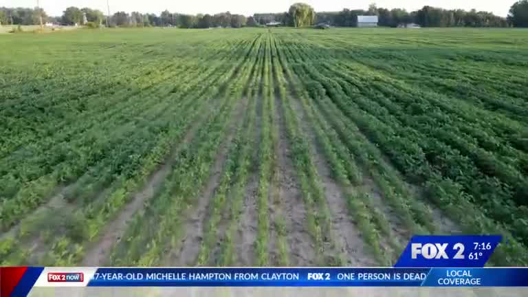 Crop Protection Tools & Food Inflation – FOX 2