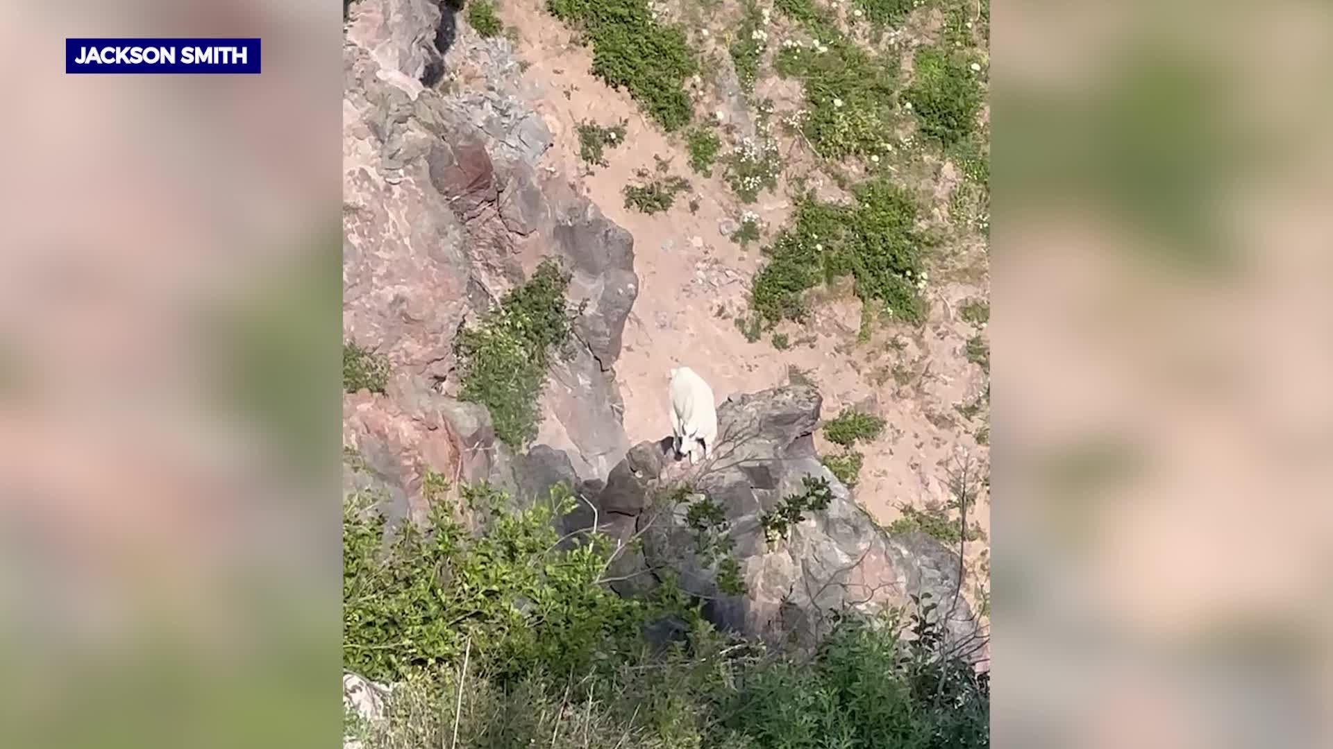 Rare mountain goat sighting on Mount Hood – KOIN.com